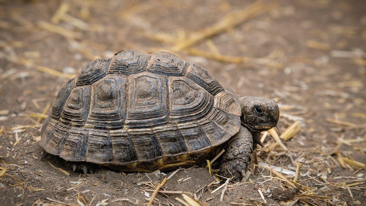 Želva žlutohnědá – Zoopark Chomutov